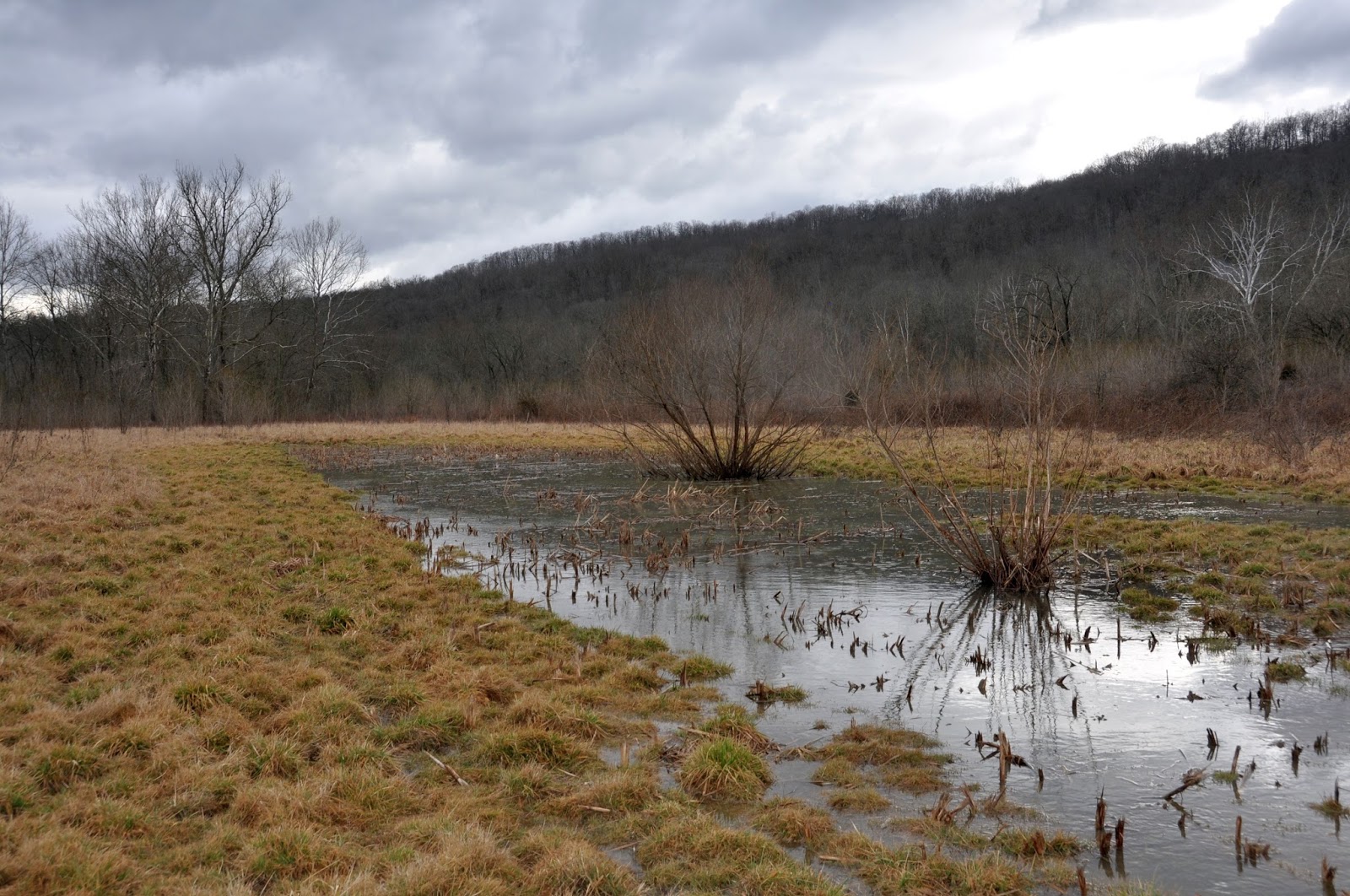 Life on The Edge: Going to the pool in winter (Vernal Pool)