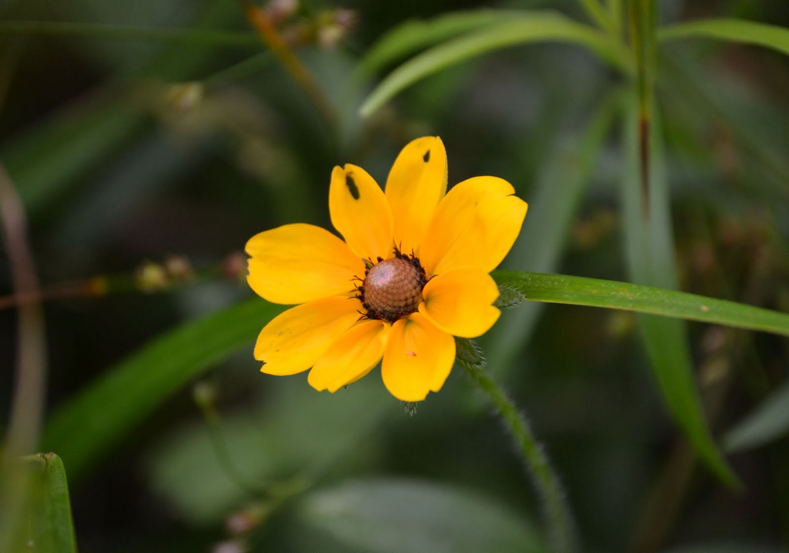 Woods Walks and Wildlife: July 2011