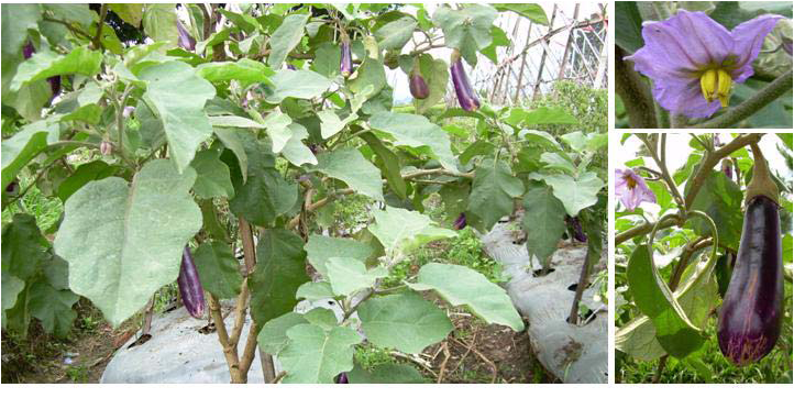 BUDIDAYA TERUNG - TANAM SAYURAN