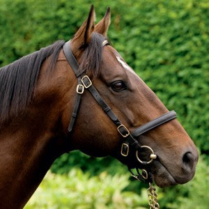 the sport of kings: SHAMARDAL (2002-2020) Giant´s Causeway y Helsinki ...