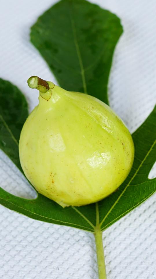 Figs Photo Collection Around the World: Terra Figs