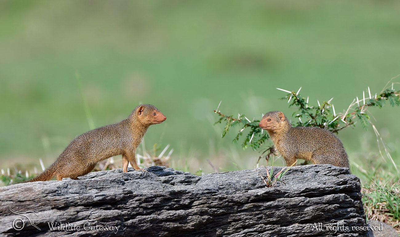 WILDLIFE GATEWAY: La Mangouste naine, ou Mangouste velue