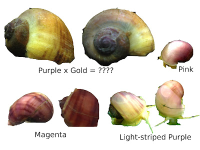 Swamp Rat Tracks: Mystery Snail Colors