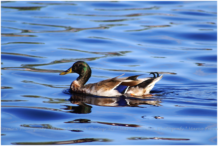 Aves: Pato-real (Anas platyrhynchos) __ TROFA