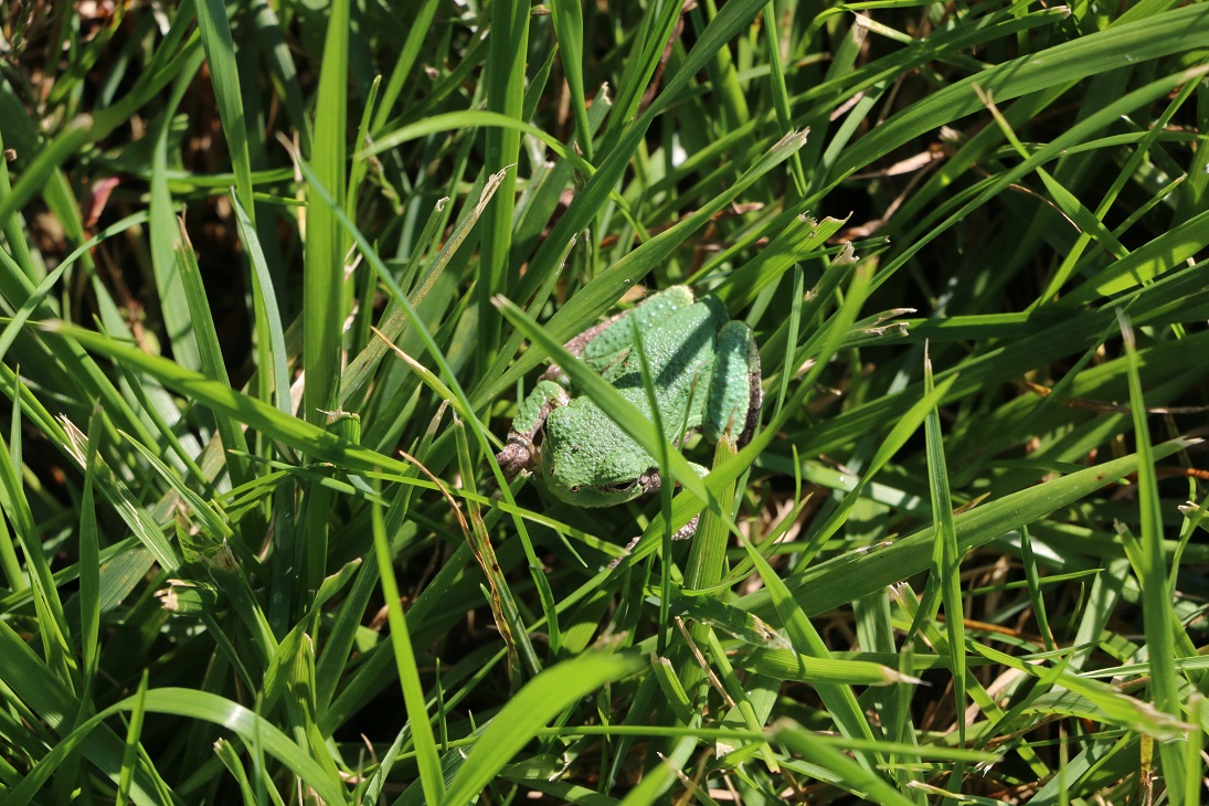Michigan Exposures: A Cope's Gray Tree Frog