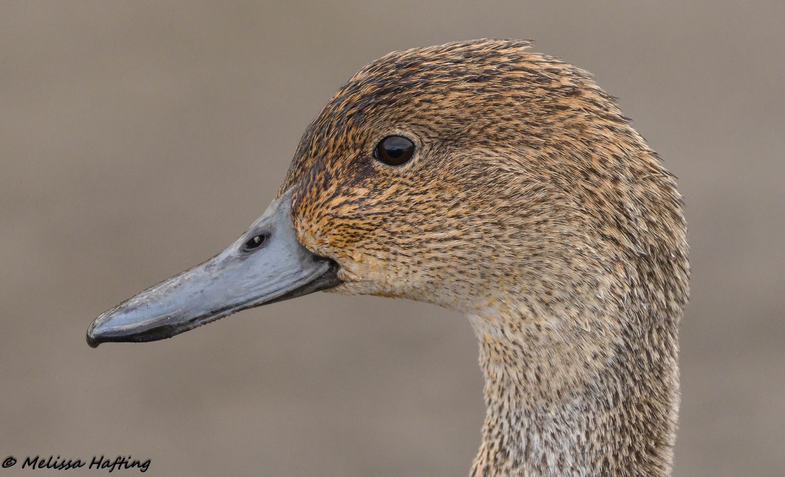 Hen Pintail