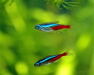 Bentuk dan Ciri-Ciri Dari Ikan NEON TETRA - Aquascape