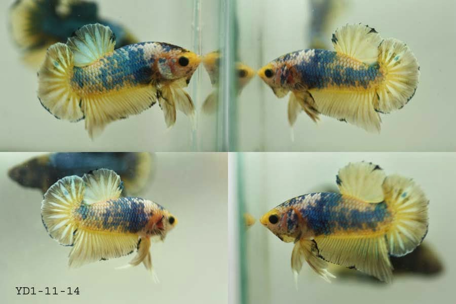 Bettazone: Betta of the week : Yellow dragon