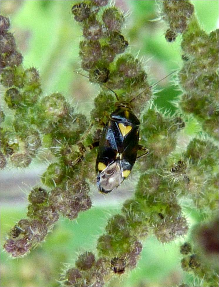 Insects of Scotland: True Bugs