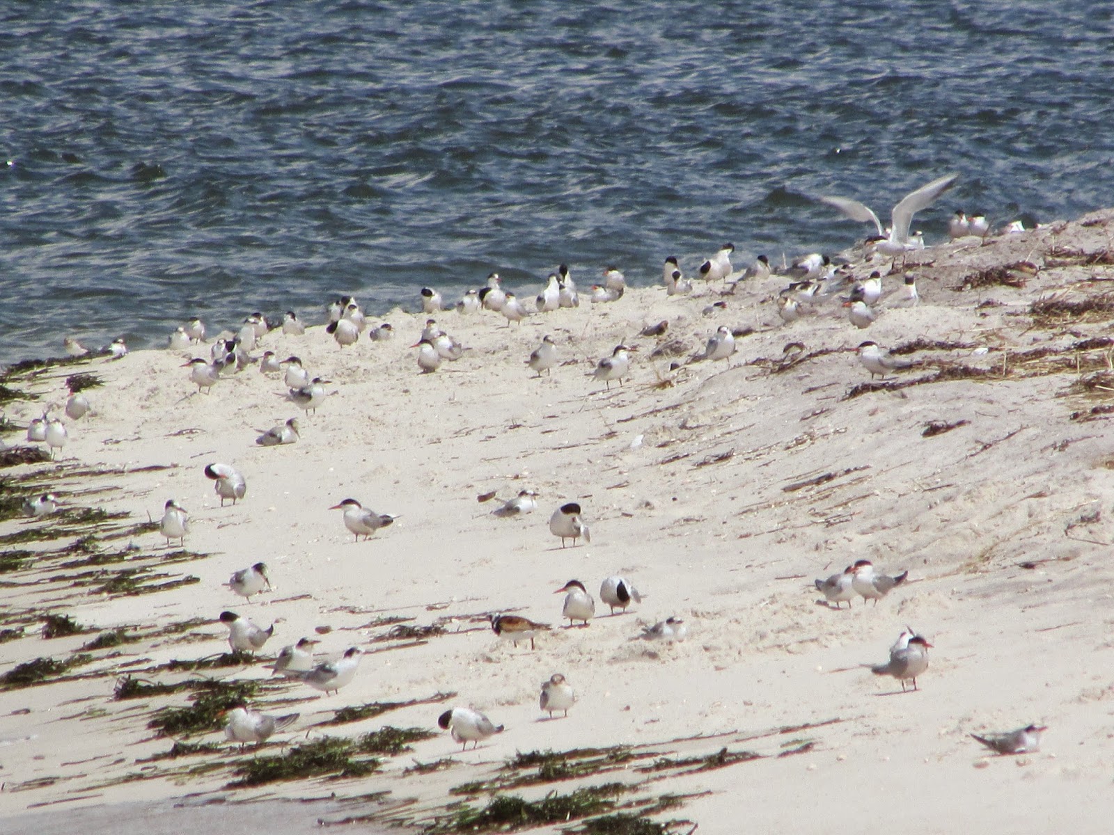 Long Island Birding: Jones Beach Coast Guard Marina, Jones Inlet