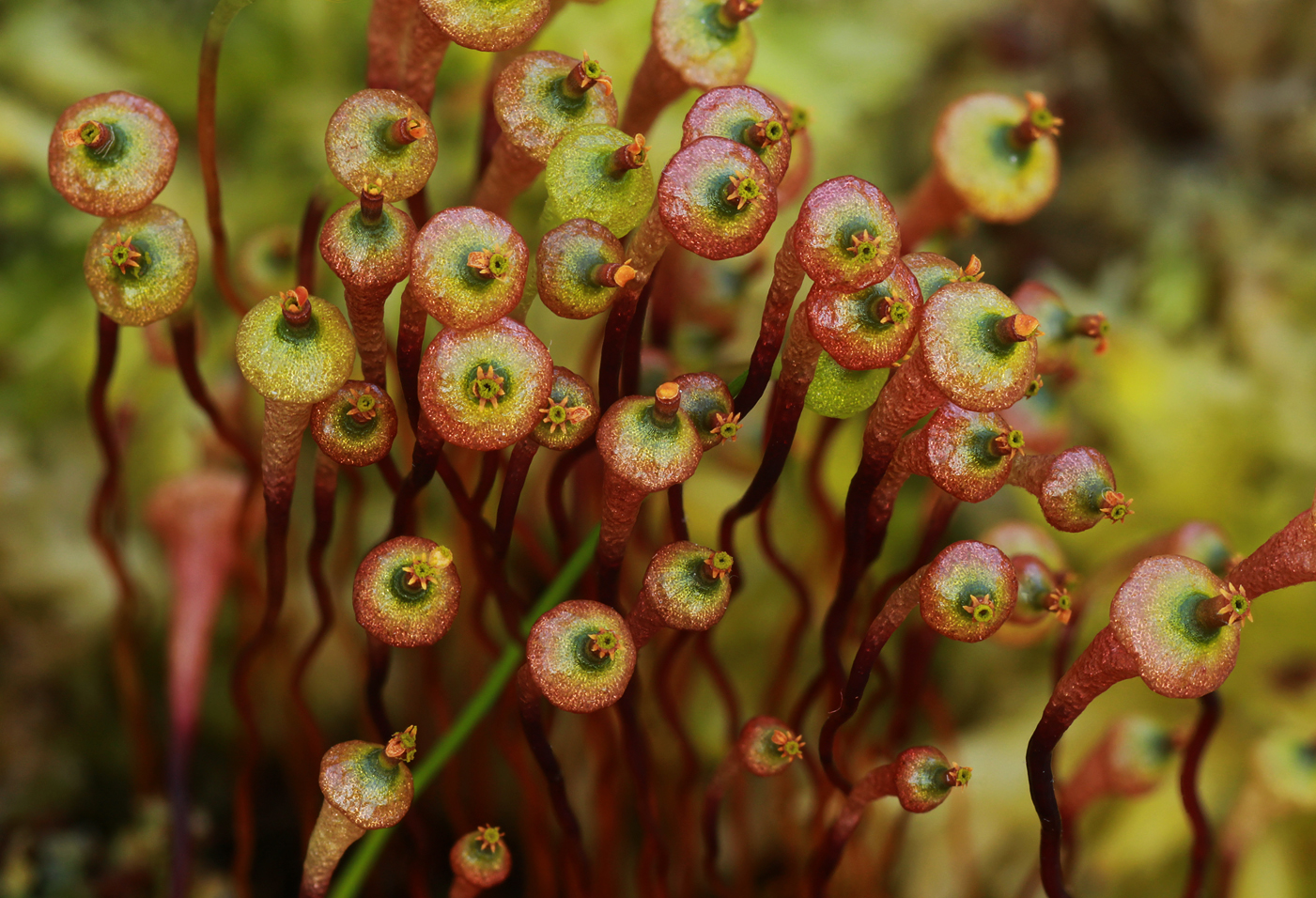 South Wales Bryophytes: June 2016