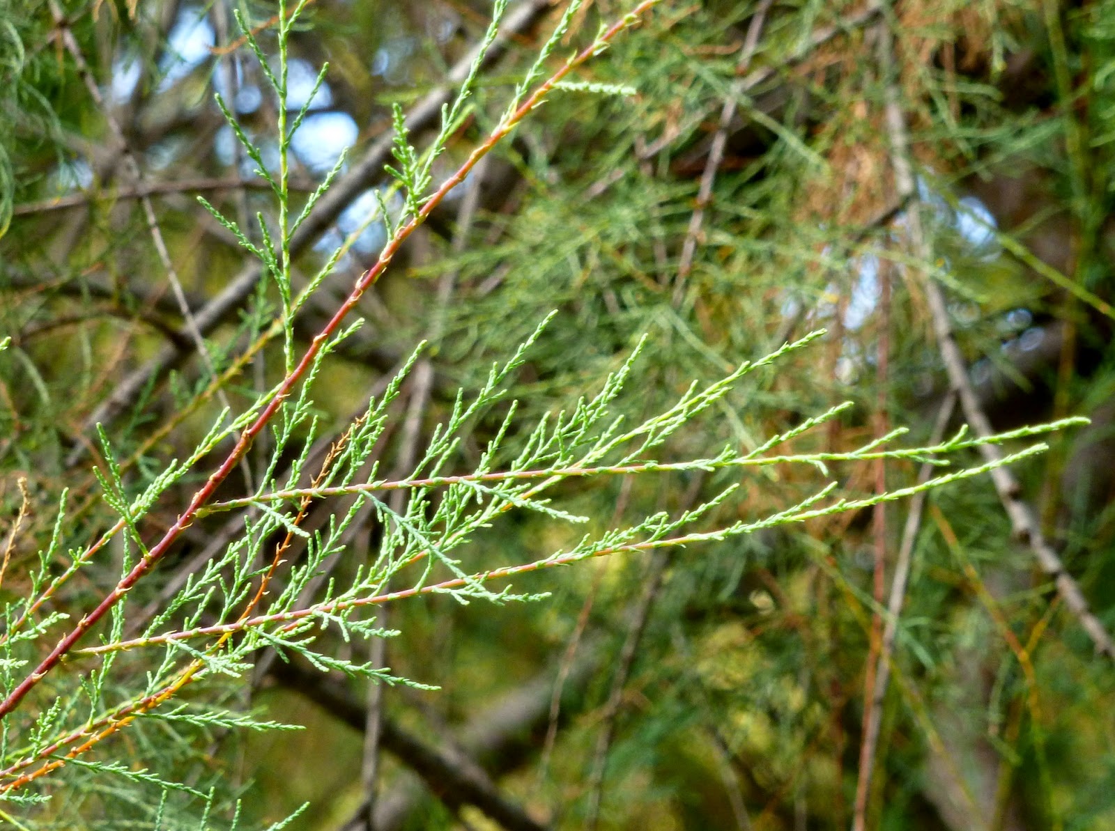 Árboles con alma: Tamarisco. Tamariu. (Tamarix gallica)