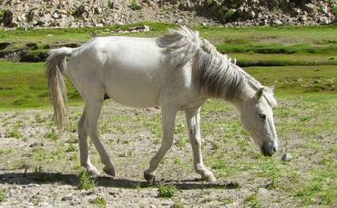 Dairy Farming: All Indian Horse Breeds Pics