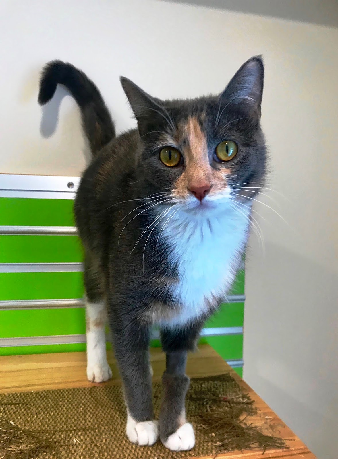 Progressive Charlestown: Kitty of the week
