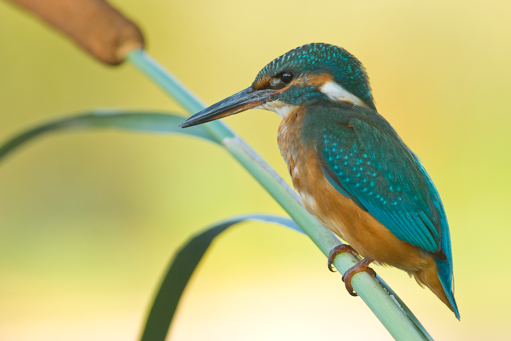 Roger Pujol i Piazuelo - Natura i fotografia: El blauet i la boga