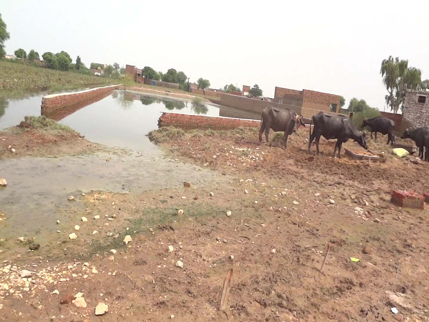 Village Soomar Khan Laghari:::::Explore Sindh:::::