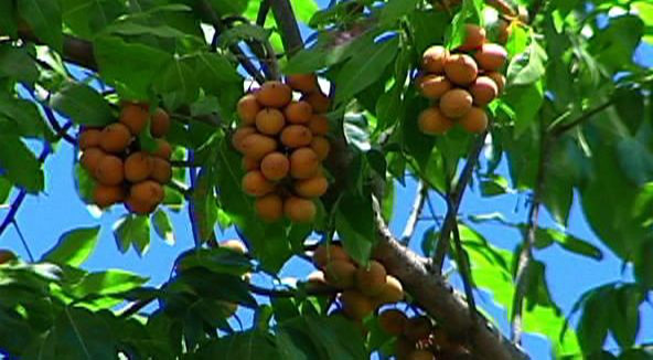 Tudo Natural Para o Bem: Pitomba,Fruto do Nordeste Brasileiro.