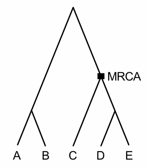 The Genealogical World of Phylogenetic Networks: Networks and most ...