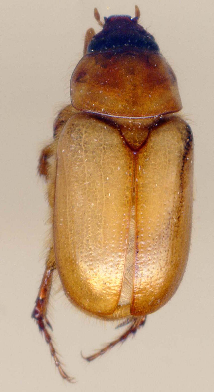 虫頭: コガネカブト（Cyclocephala longula）Masked Chafer