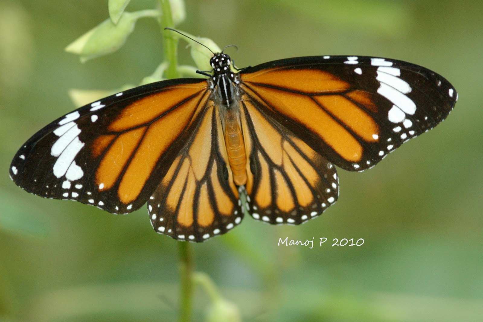 My Butterfly Garden: Striped Tiger