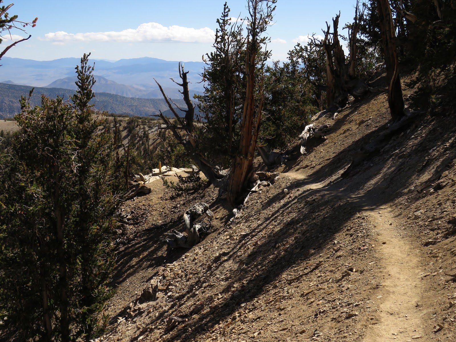Around the Bend Friends ®: Ancient Bristlecone Forest (Schulman Grove ...