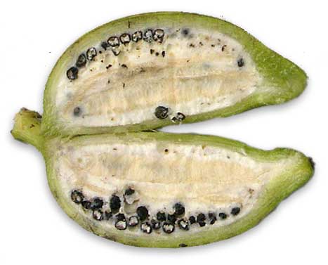 What is Butoan Banana (Saging na maraming buto)