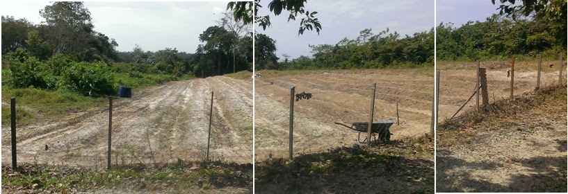 Izam Farming_Maman: MAMAN MULA TUMBUH DALAM 10 HARI
