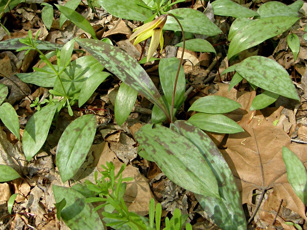 Trees Planet: Erythronium americanum - Trout Lily - Dogtooth Violet