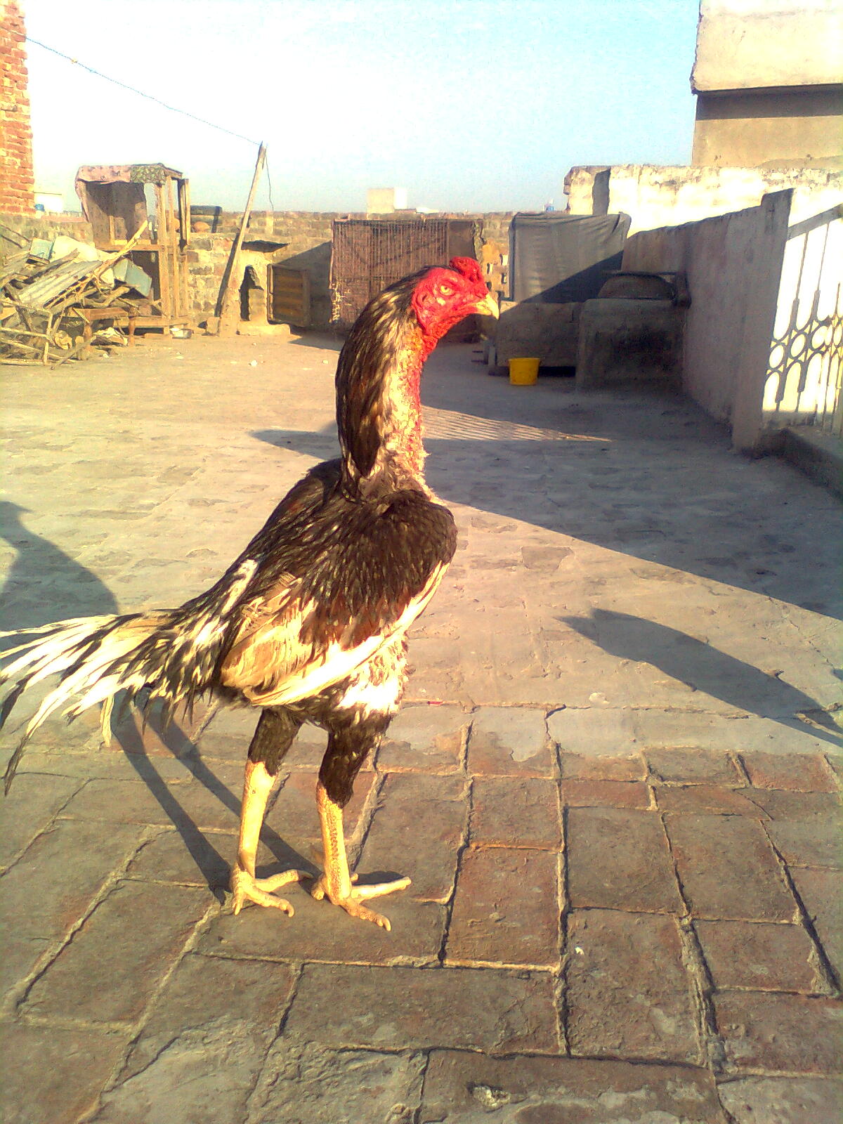 For the people who know what Aseels animals are: Slaita Mushka Aseel