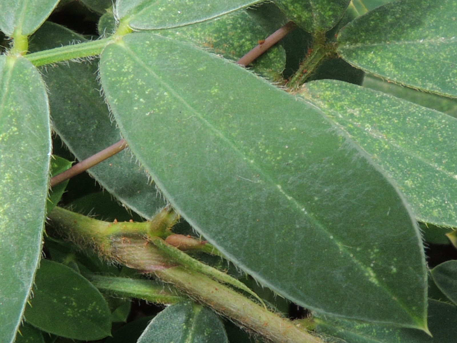 The Flowering plants - Leguminosae - Fabaceae