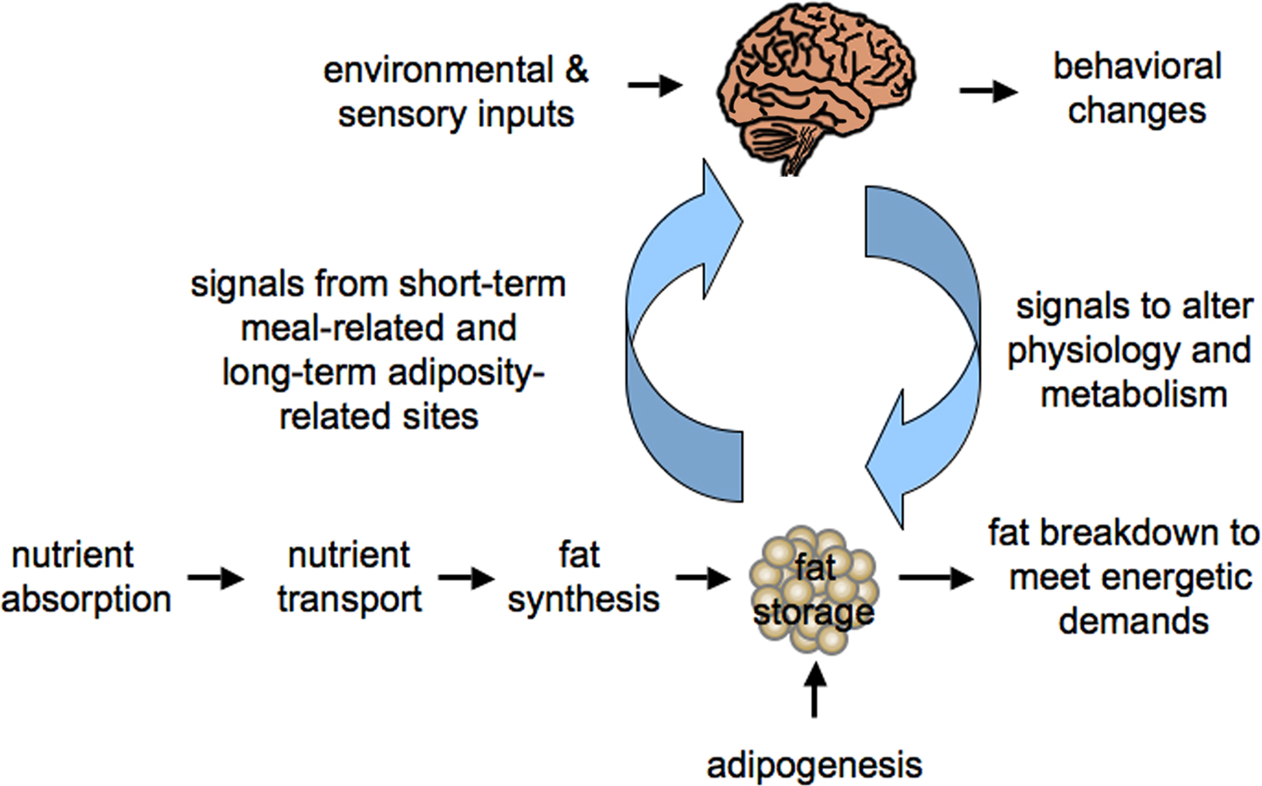 Energy Homeostasis and Obesity ~ Diet and Obesity