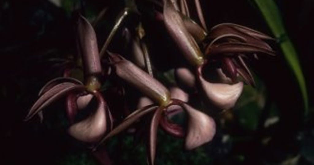 ORQUIDEAS MEXICANAS: Mormodes porphyrophlebia