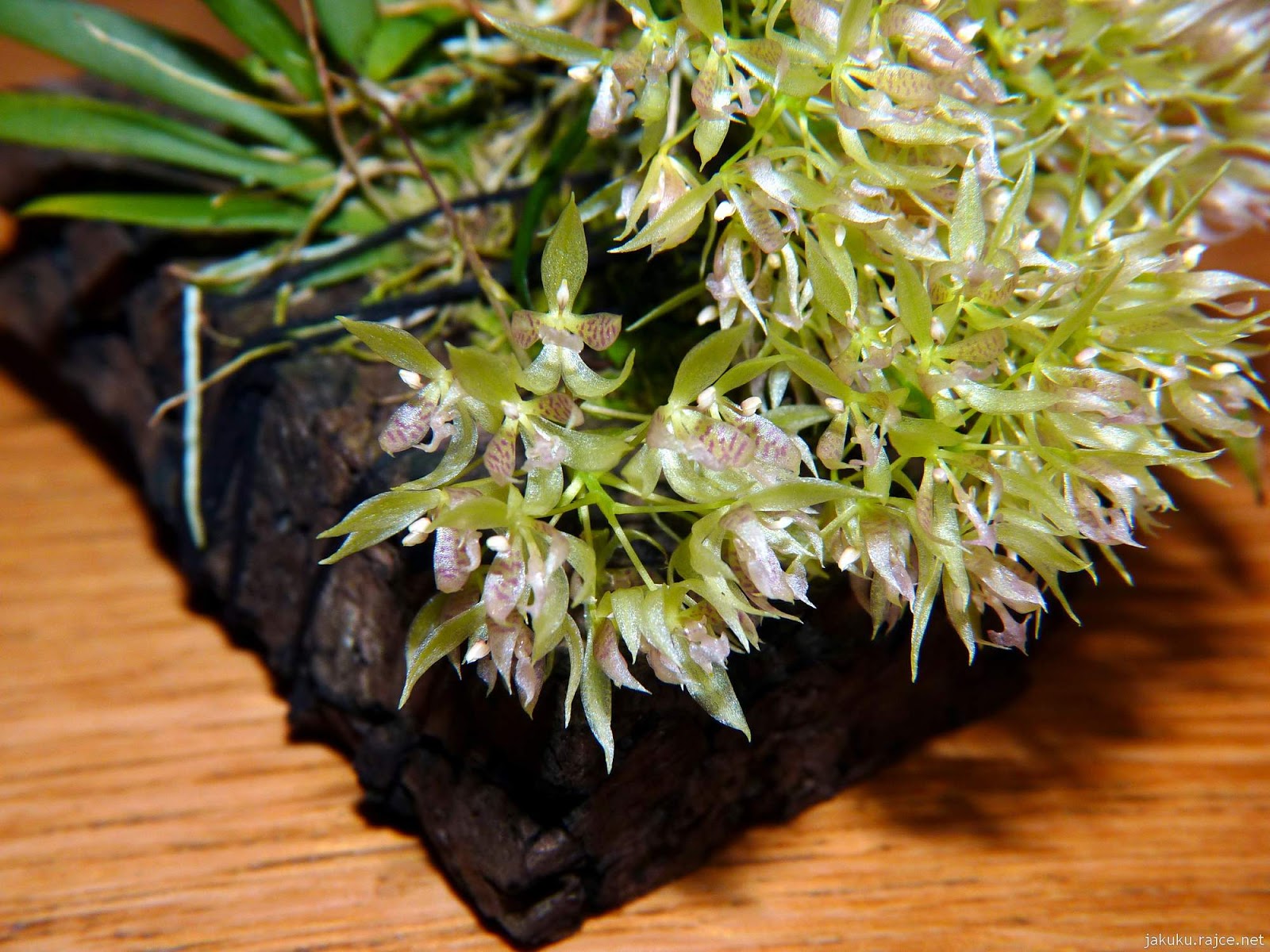 Macroclinium manabinum care and culture | Travaldo's blog