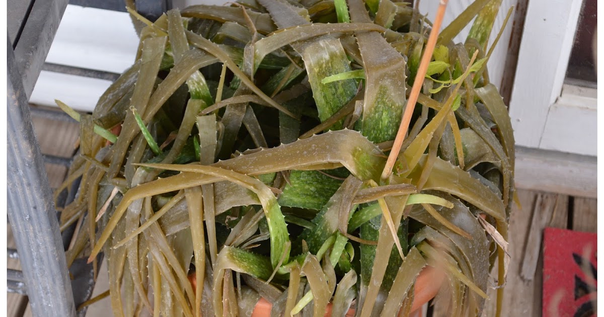 Two Men and a Little Farm: NATURE FINDS A WAY