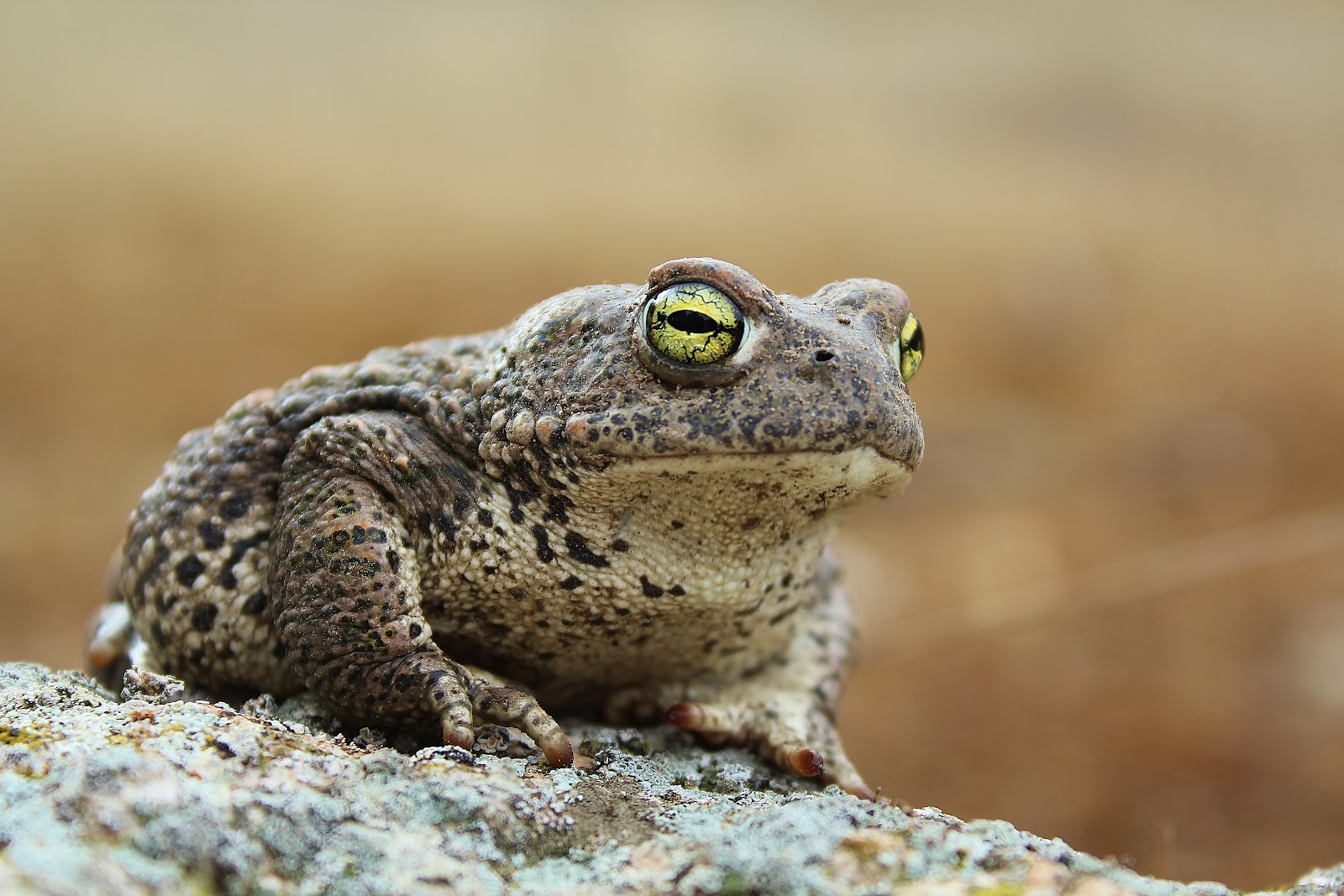 El Saúco - Industrias y andanzas de un naturalista ibérico: septiembre 2012