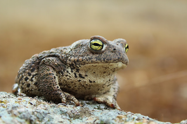 El Saúco - Industrias y andanzas de un naturalista ibérico: septiembre 2012