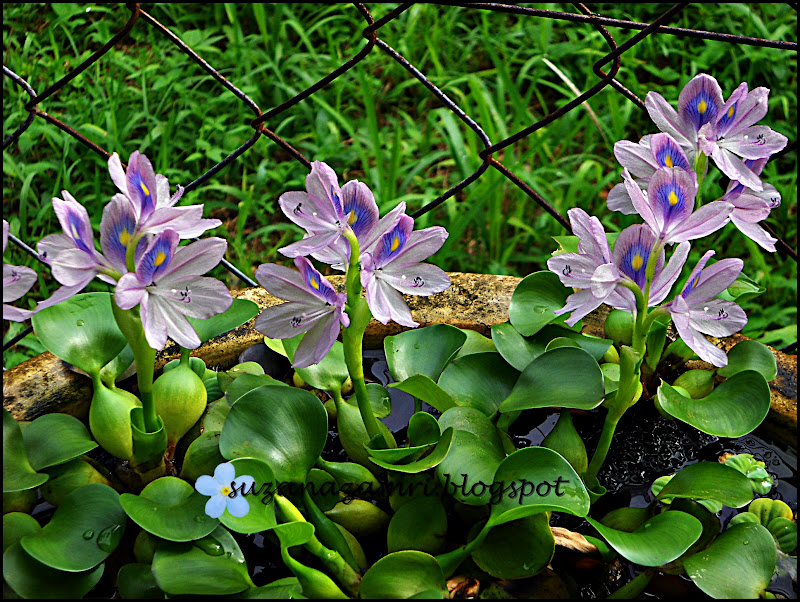 ..Cooking with soul.....: BUNGA-BUNGA