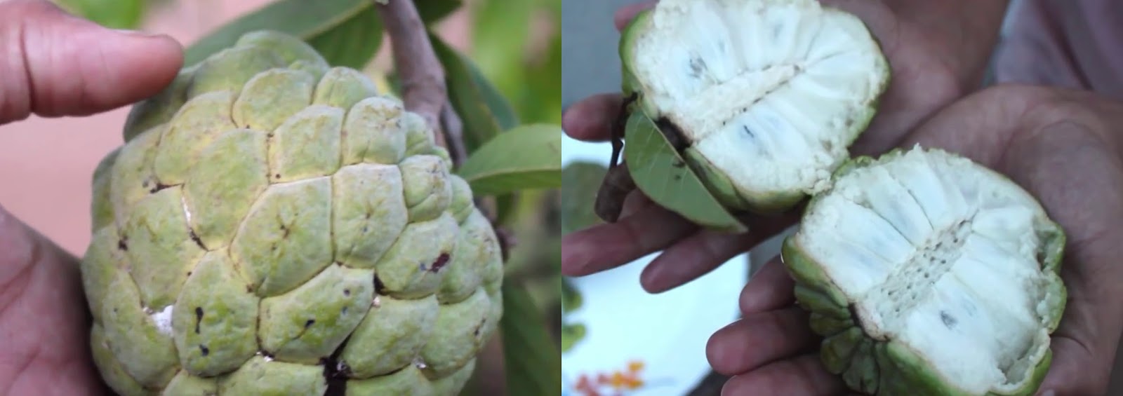 CARA MENANAM / BUDIDAYA BUAH MULWO DI POT | Pertanian