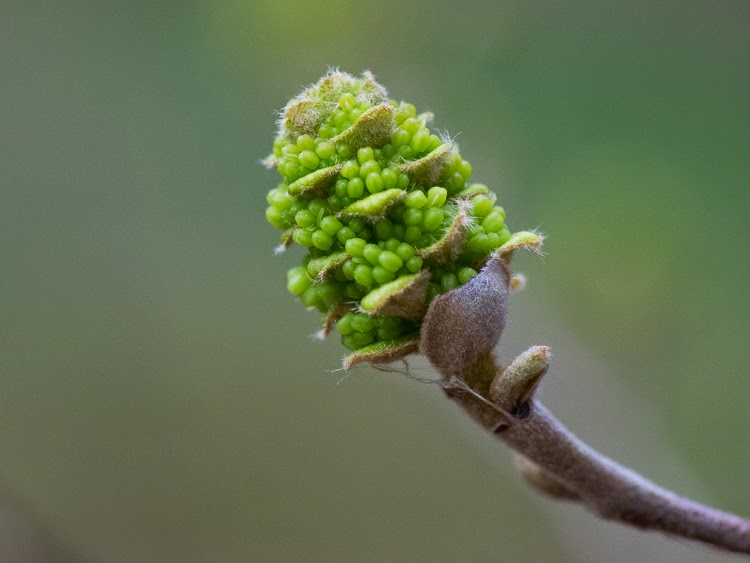 Peter Frailey Photography :: Blog: Around the yard. A few macros. New ...