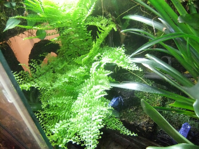 Plantas para terrarios: Plantas y musgos