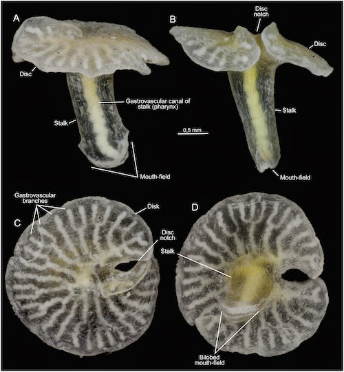 Desafiando a Nomenklatura Científica: Dendrogramma, um fóssil vivo da ...