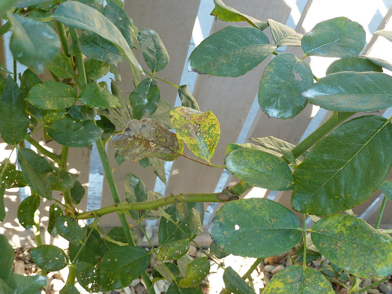 Gidget's Garden: Rust on roses