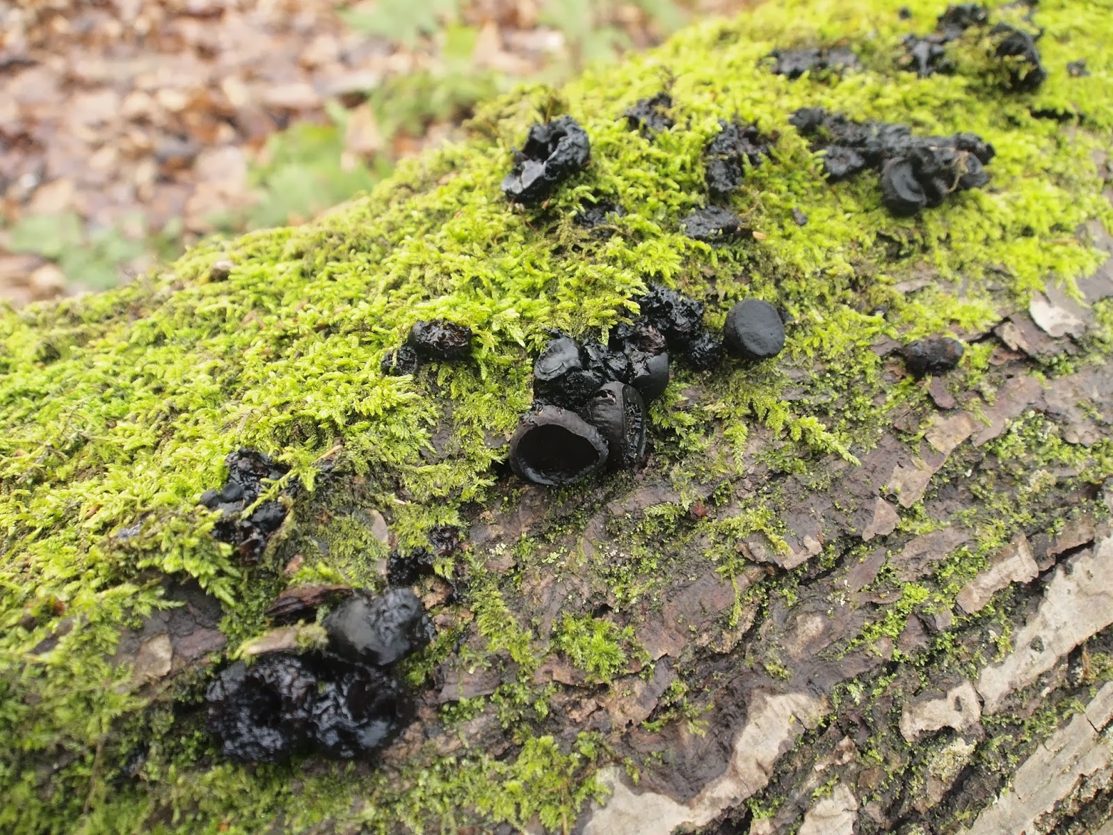 Calderdale Fungi - Halifax Scientific Society - Mycology Section: Crow ...