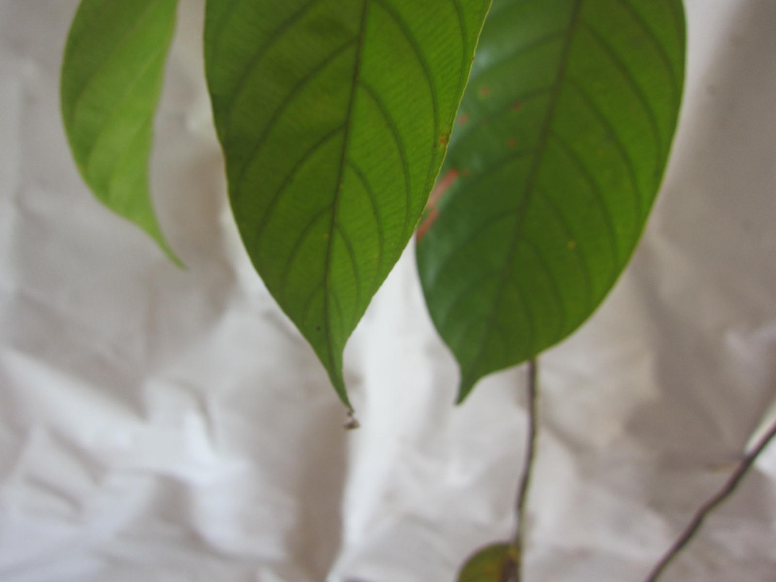 Dari Hutan ke Bandar...: KENALI SPESIS BENIH POKOK BUKAN MERANTI