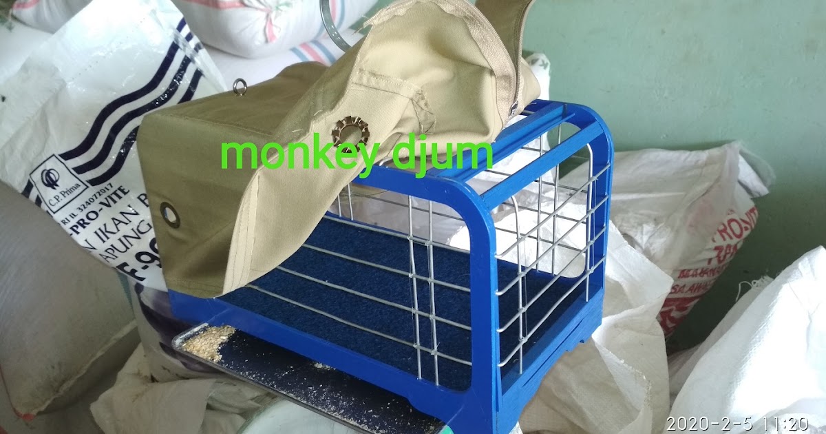 SANGKAR PIKAT BURUNG TERKUKUR TEKUKUR BALAM - Macam Macam Racik Burung