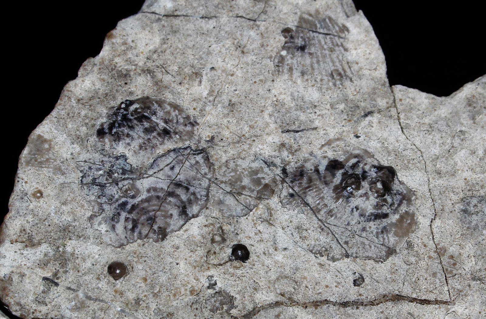 Biodiversity of Cyprus by NGO Protection of the Natural Heritage and ...