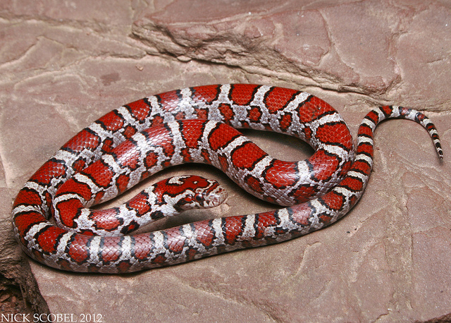 Snakes: Eastern Milk Snake