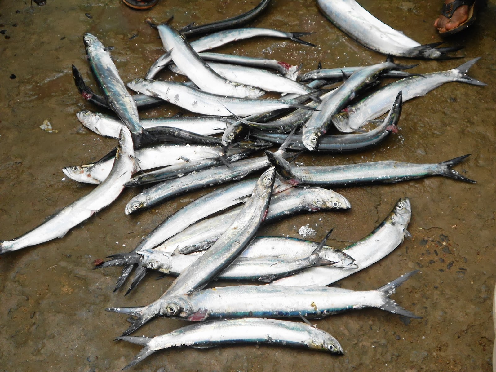 Travel and food tales: Nivati fishing village