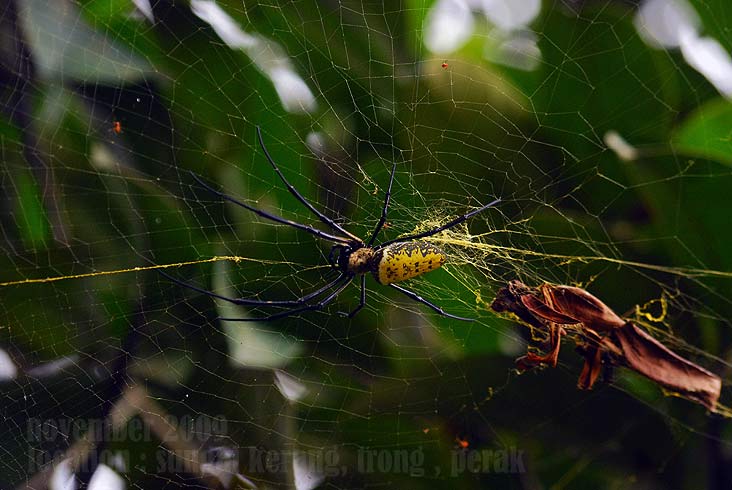 Absolutely Emy: Labah-labah belakang rumah