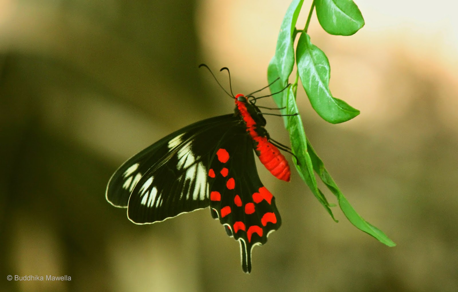 Lanka Nature Summary: Crimson Rose (Pachliopta hector)